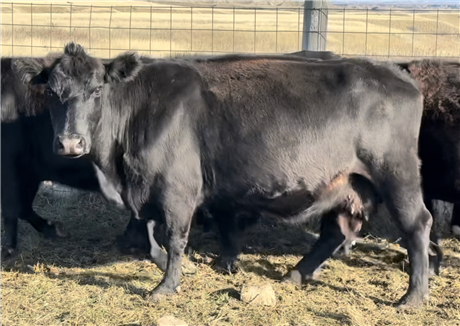 Cattle for Sale in Montana | Connexion Livestock - Lot 7: Geyser, MT ...